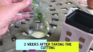 How to Propagate a Cigar Plant in Water
