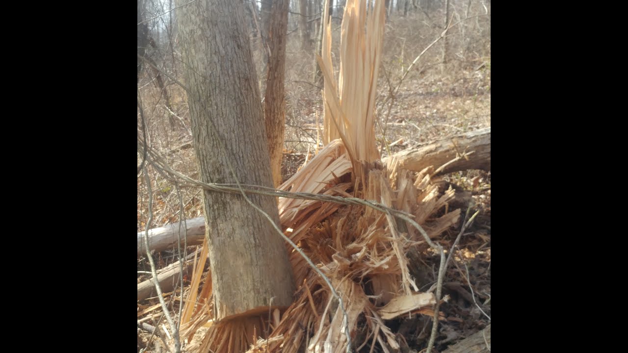 6 lbs Tannerite vs tree... (The tree almost won!) huge explosion! - YouTube