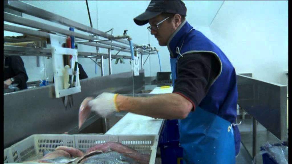 Fisheries Stock Assessment Modelling Video 08 - Collecting Fisheries ...