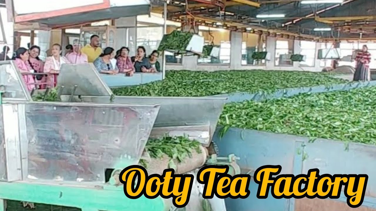 OOTY TEA FACTORY & MUSEUM #ஊட்டி தேயிலை ஆலை & அருங்காட்சியகம் - YouTube