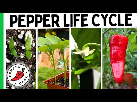 How Long For Peppers To Grow After Flowering