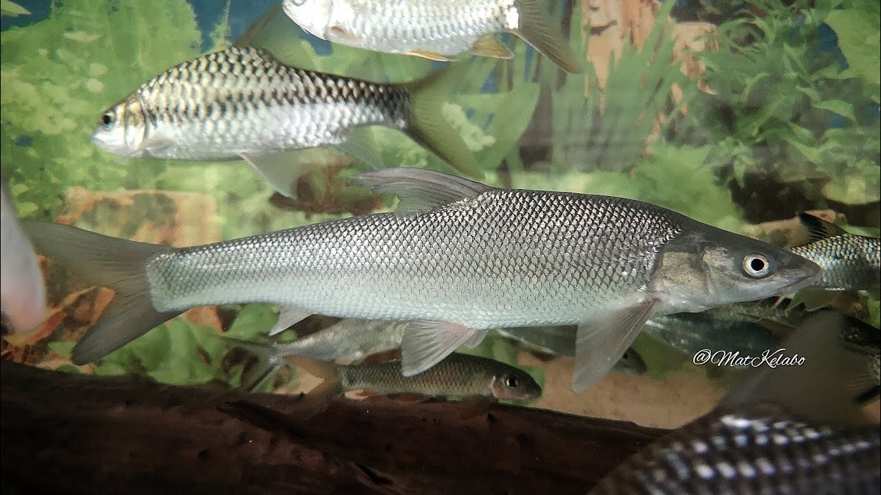 Luciobarbus brachycephalus @ Aral Barbel (China) - YouTube