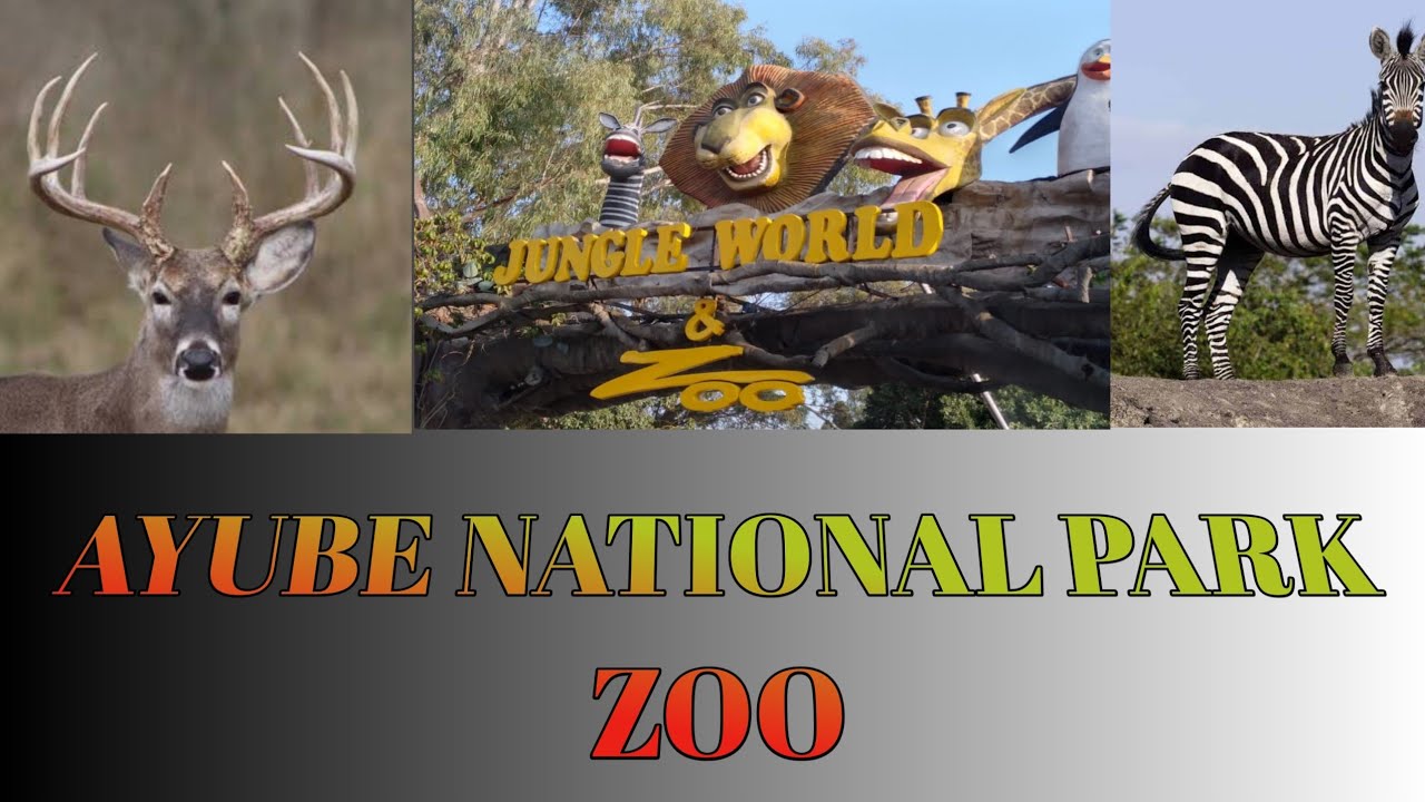 A day in zoo | ayube national park | animals | birds | Pakistani zoo ...