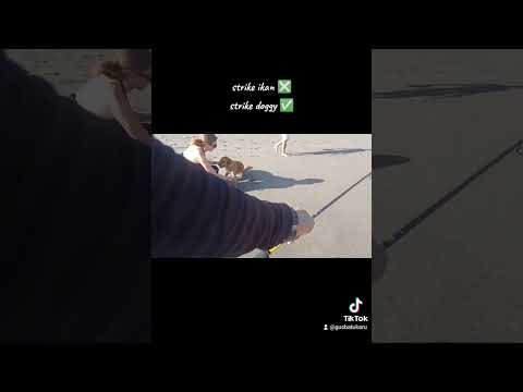 strike bikini bule #shorts #mancing #mancingmania #fishing