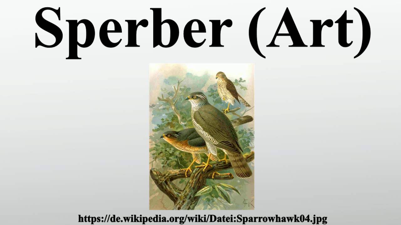Sperber (Art) - YouTube