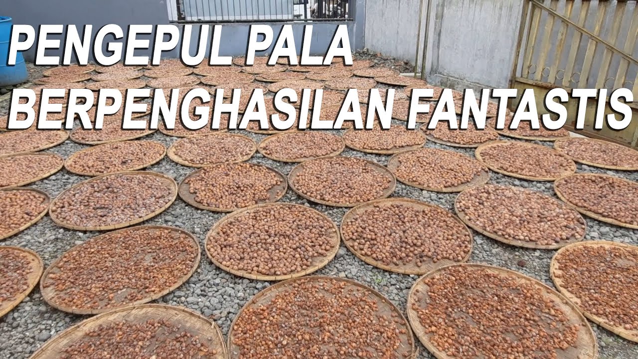 Pengepul Biji Pala Dengan Penghasilan Tinggi - YouTube