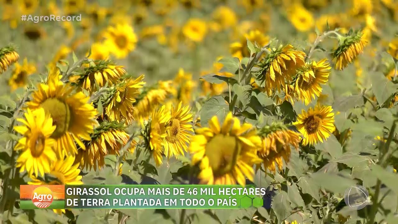 Girassol ocupa mais de 46 mil hectares de terra plantada em todo o ...