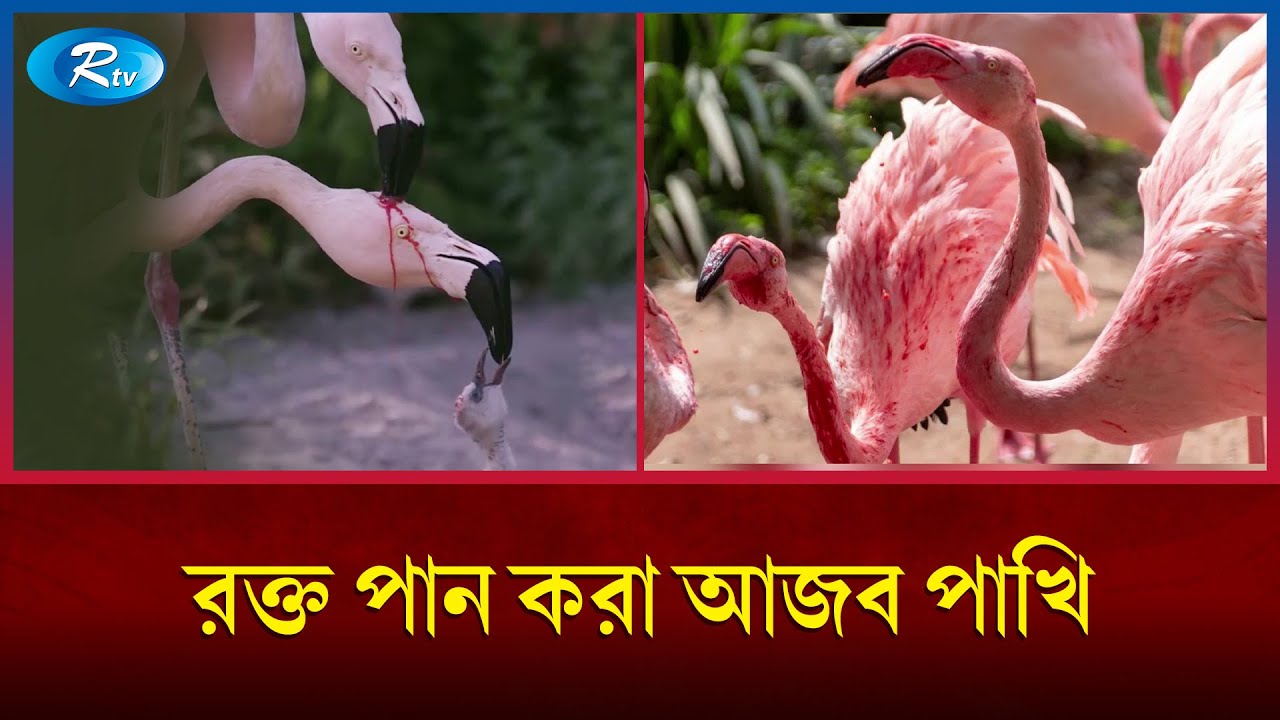 মায়ের রক্ত পান করে বেঁচে থাকে যে পাখি | Flamingos Feeding 'Blood ...