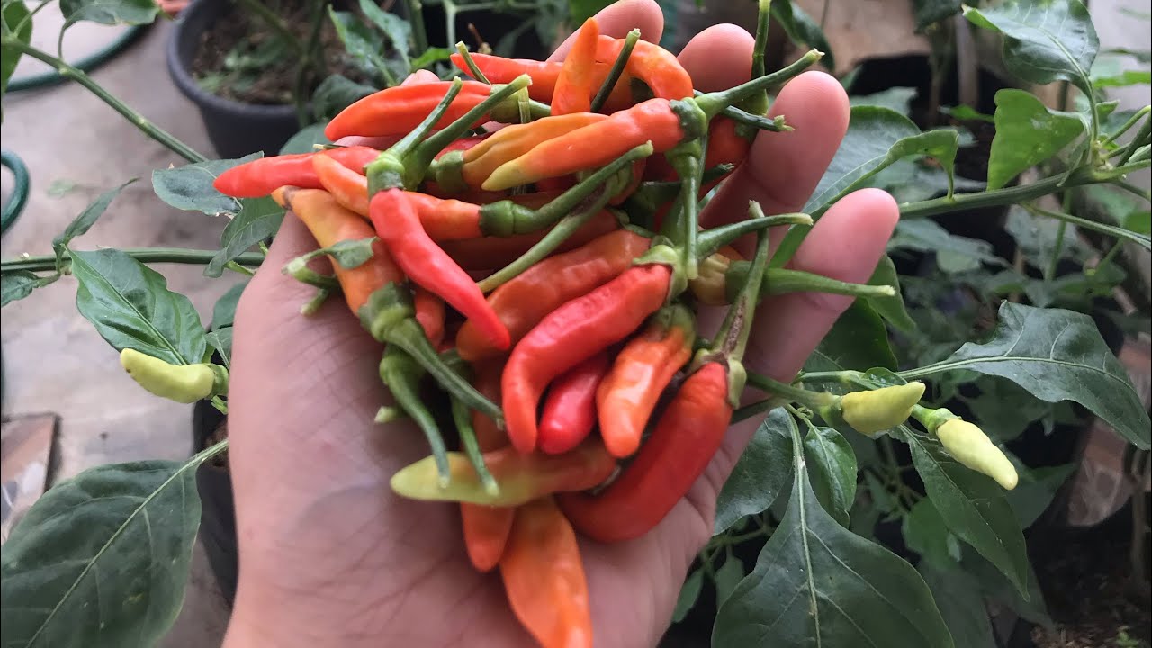Panen tipissss cabe setan polybag di rooftop garden #harvest #cabesetan ...
