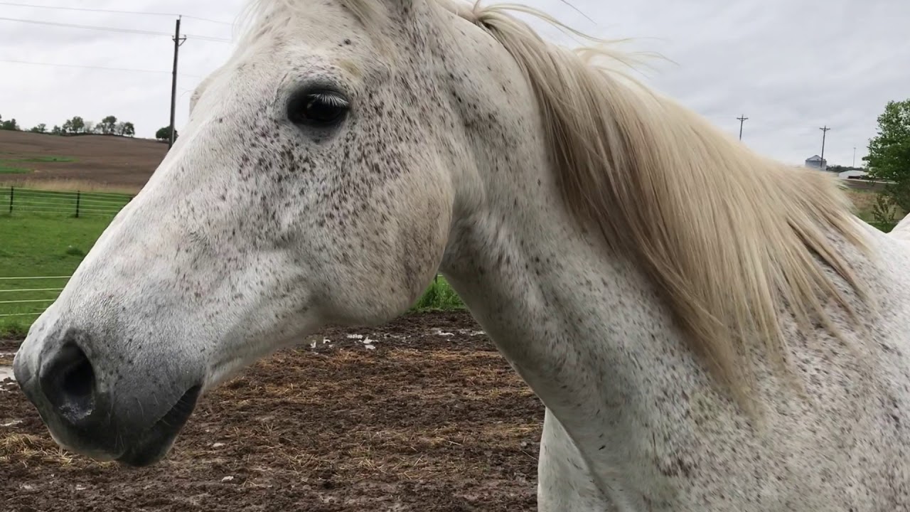 Horses Come In For Breakfast YouTube Horses Come In For Breakfast YouTube