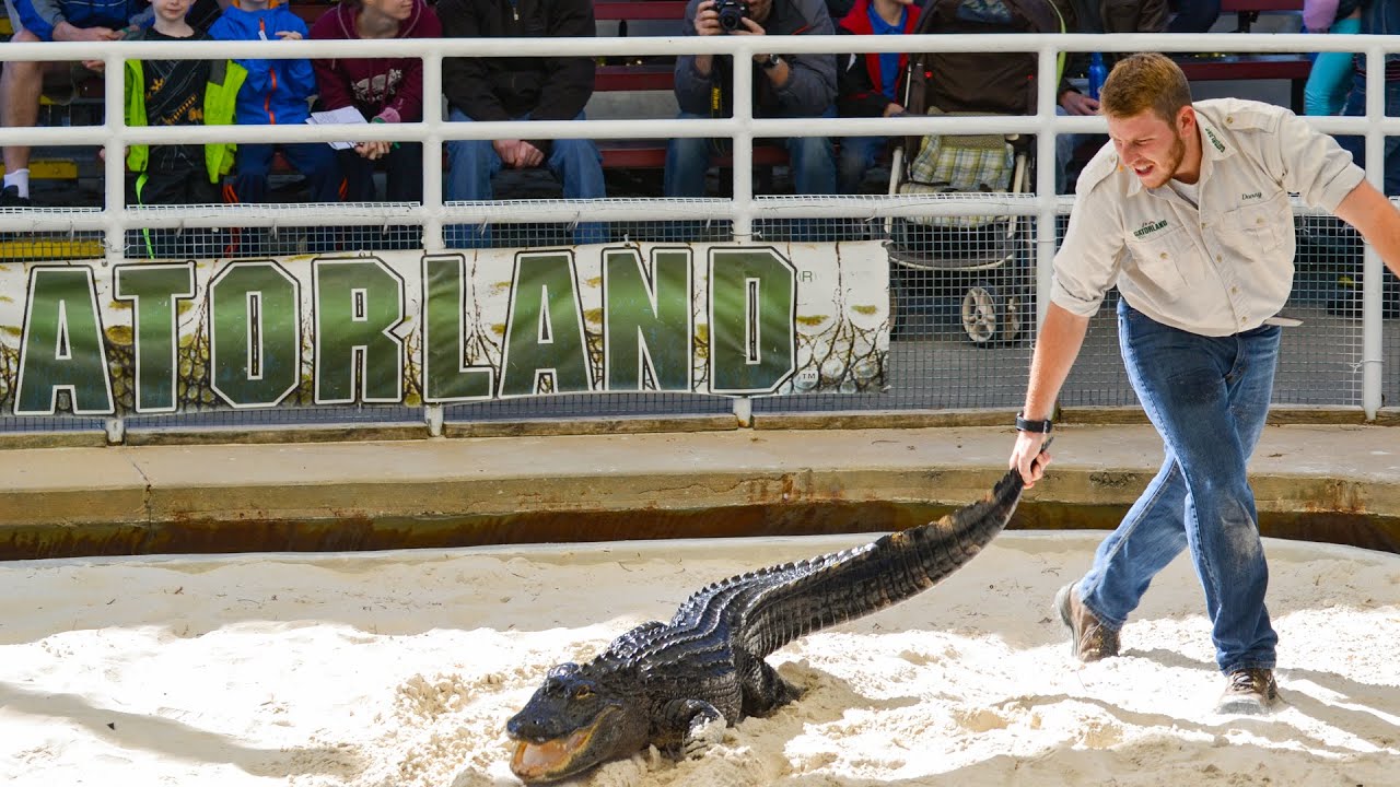 Orlando Gatorland Aligator show 2013 - YouTube