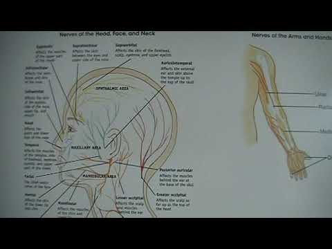 Milady Chapter 6 #5 - YouTube