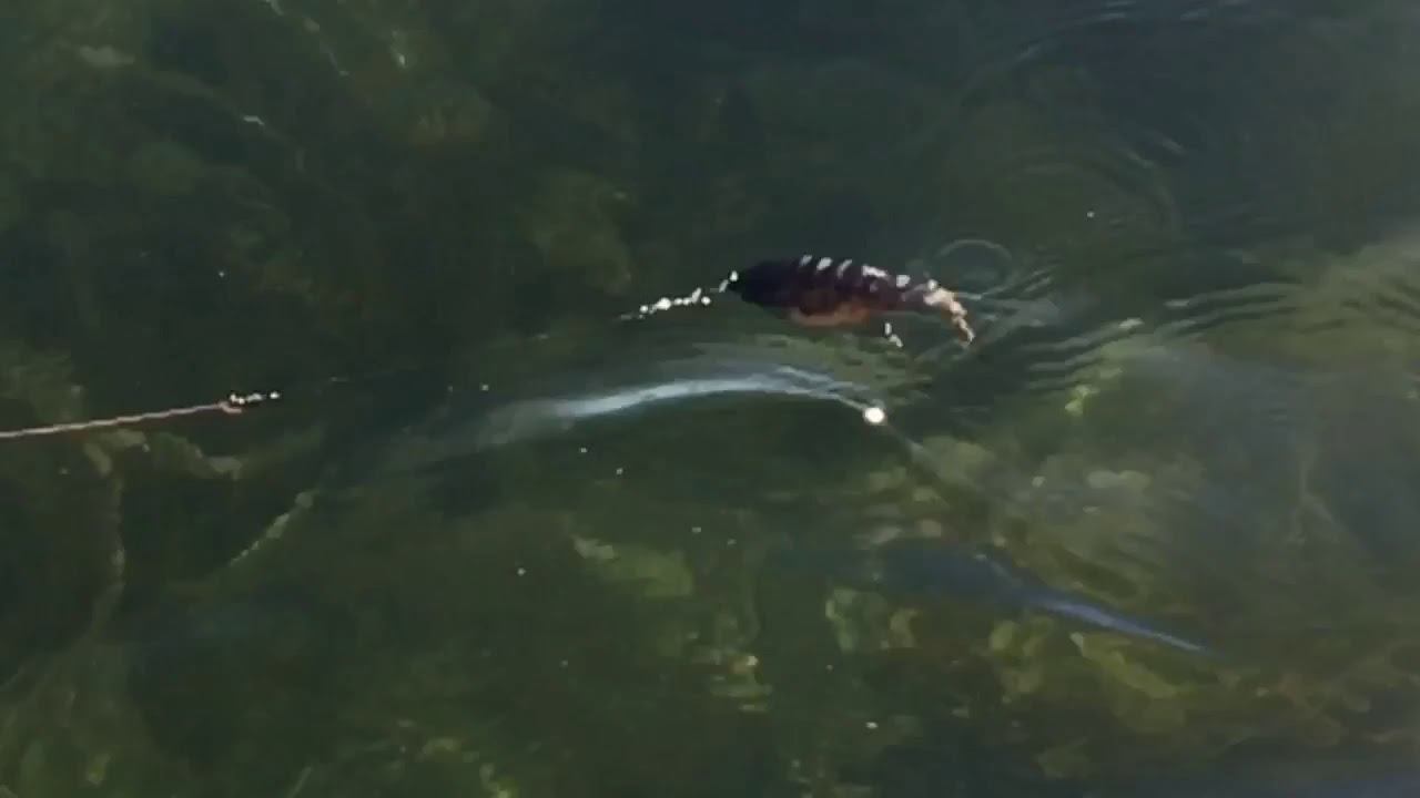 5” Orange BlueGill - YouTube