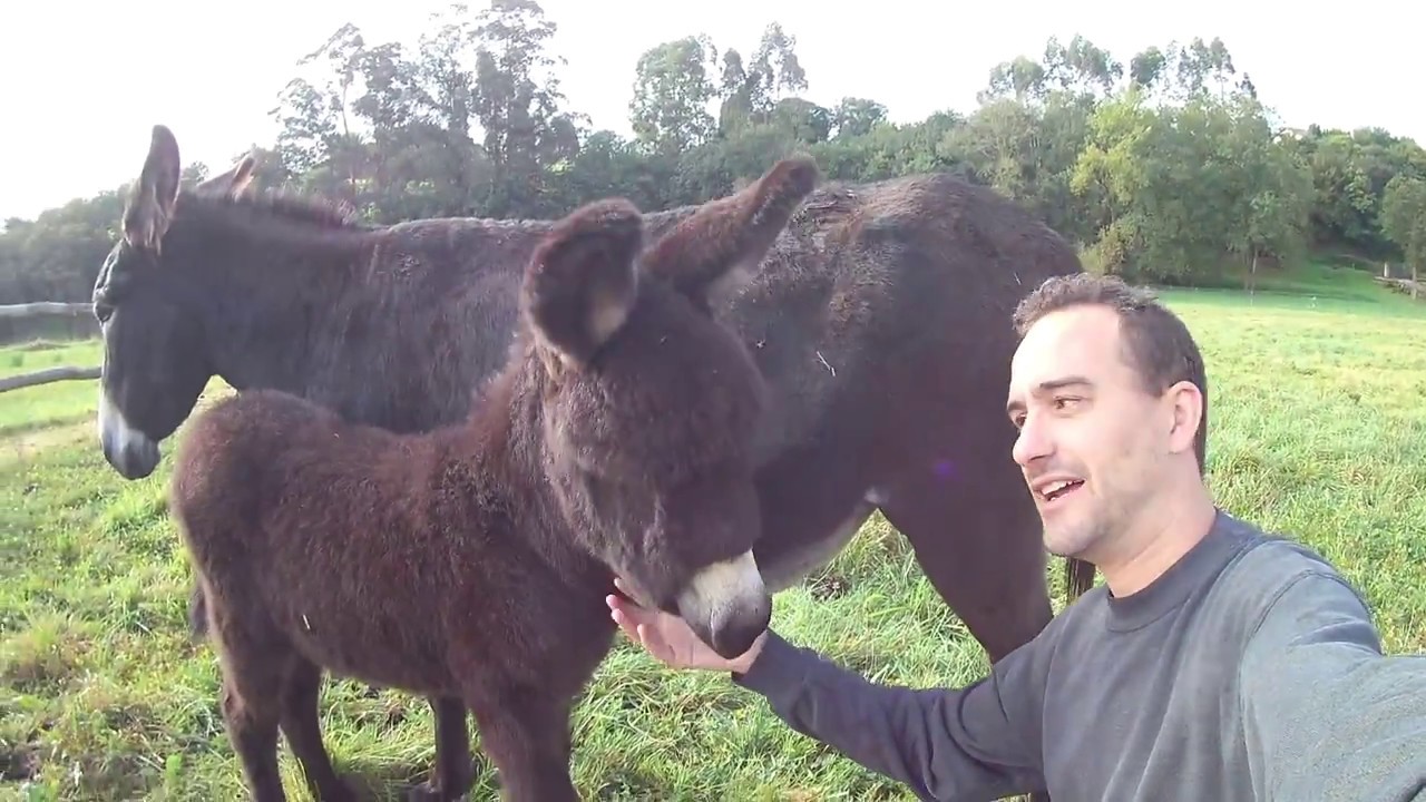 BEBÉ BURRITO ADORABLE II ¡LA FAMILIA CRECE! ️🐴🤠 #burrito #bebe - YouTube