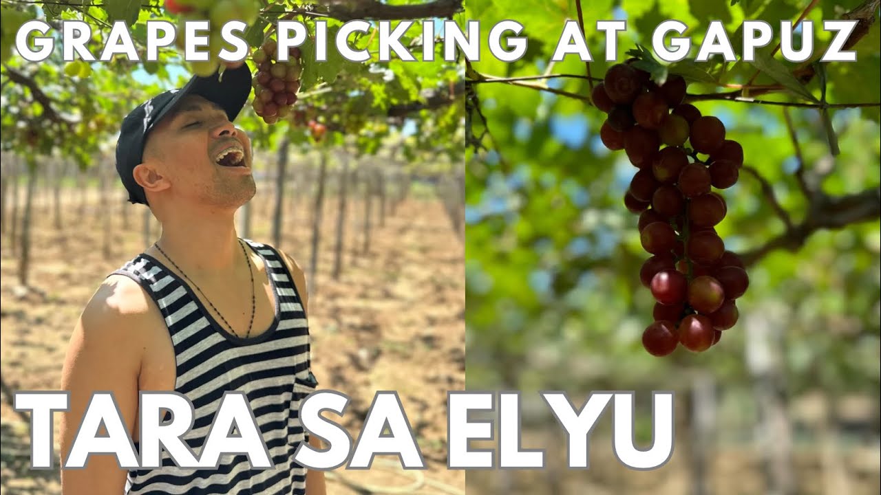 VLOG - LA Union Vlog | Grape Picking at Gapuz Grapes Farm - YouTube