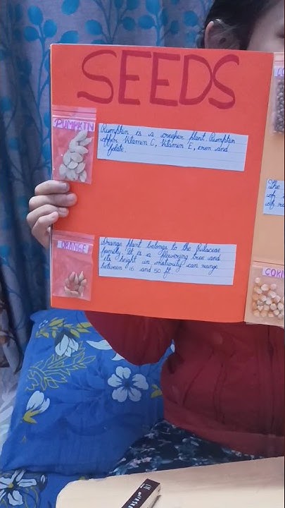 EVS seeds project/ seeds collection chart/ seeds project/ science ...