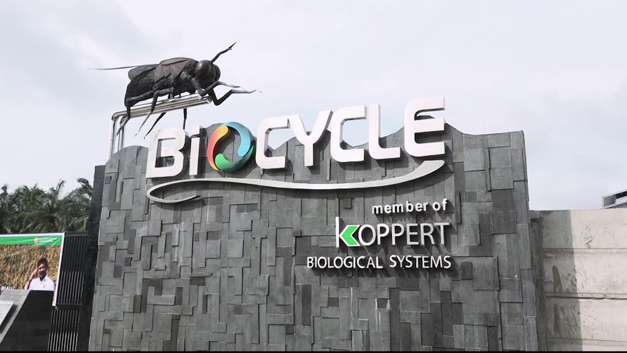 Pelepasan Ekspor Komoditas Pertanian Di PT. Bio Cycle Indo - YouTube