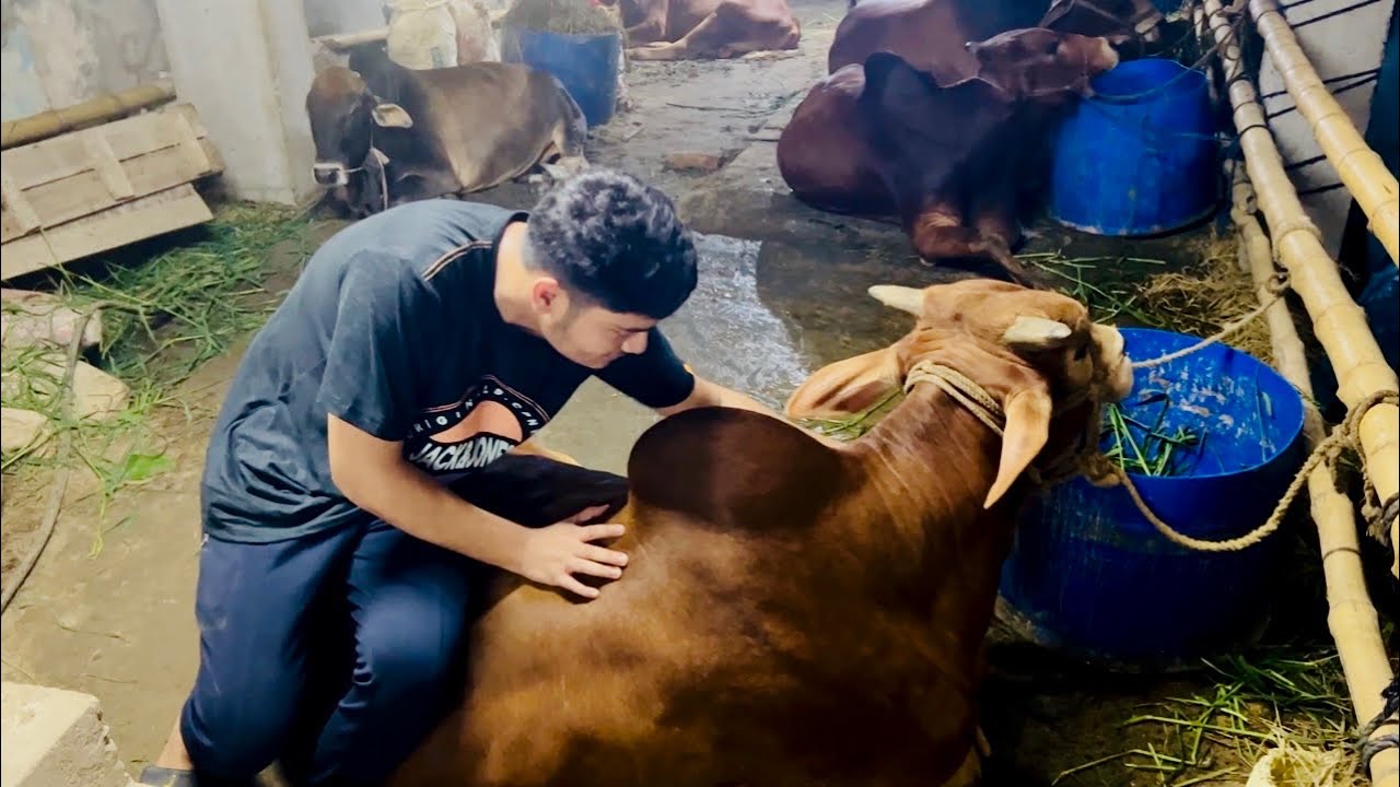 Mashallah Sundor Akti Goru | Eid Collection 2023 | Gorur proti Valo ...