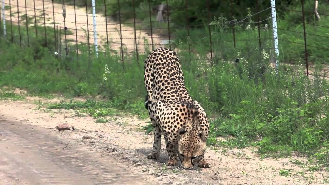 Cheetah Smelling and Calling for a Mate - YouTube