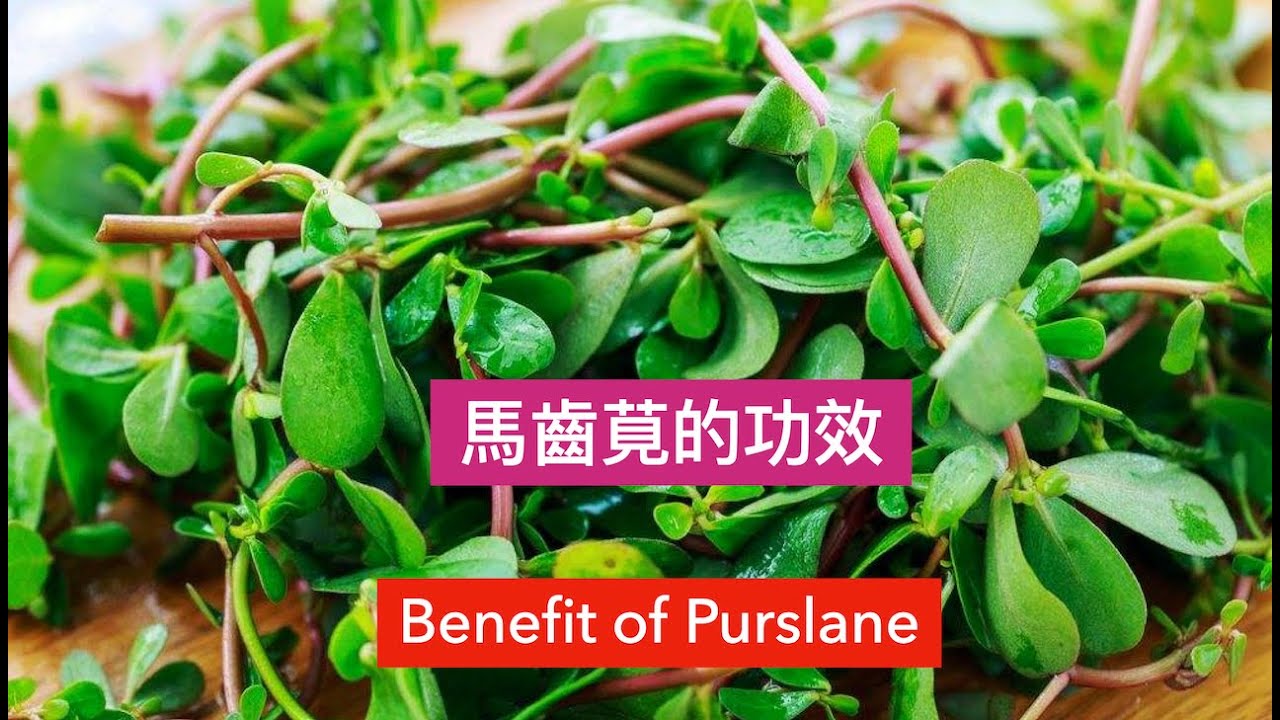 馬齒莧”~(寶釧菜)的功效与作用. Purslane benefit .Manfaat Daun krokot.#shorts - YouTube
