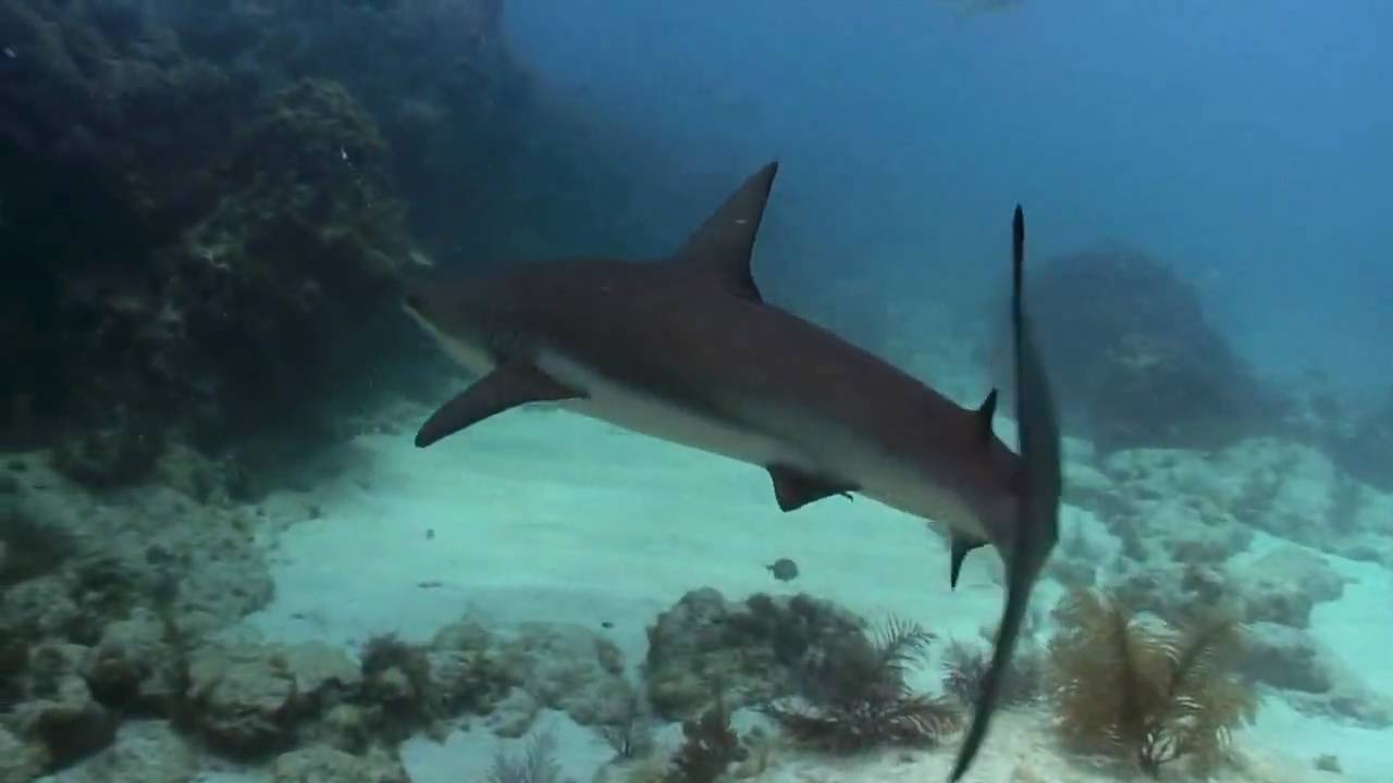 Looe Key Dive May 2010 - YouTube