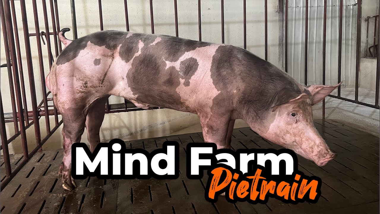 Đực giống Pietrain có những ưu điểm gì? - YouTube