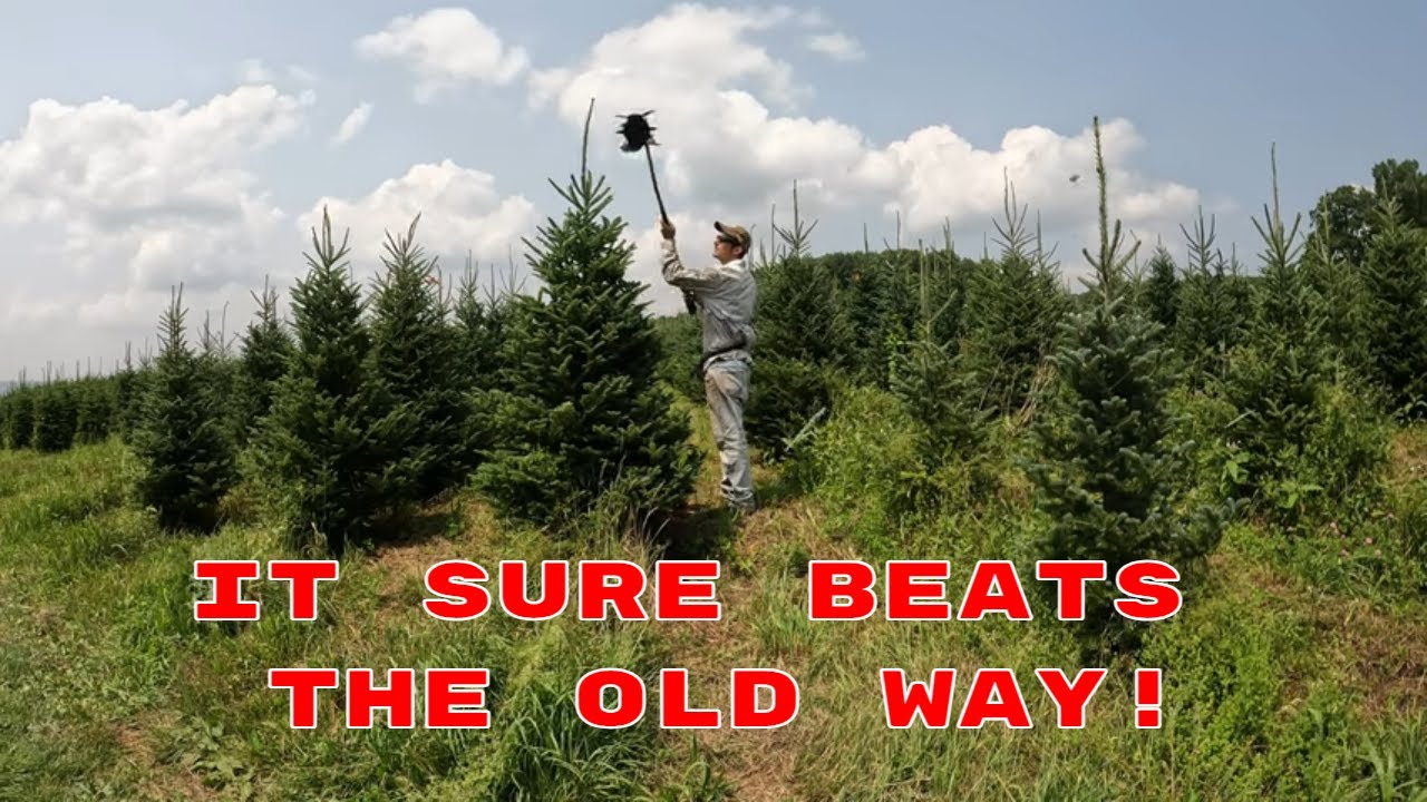 How To Shear Christmas Trees Like A Pro! - YouTube