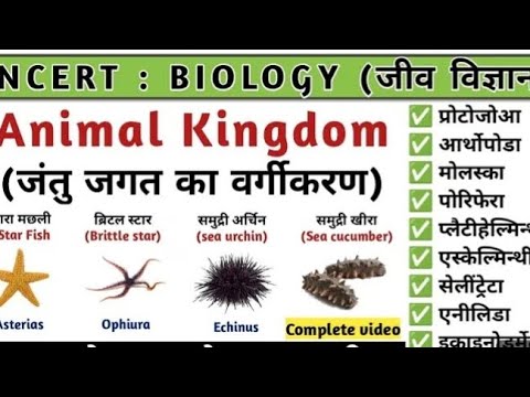 Taxonomy || classification of Animal kingdom ||phylum || - YouTube