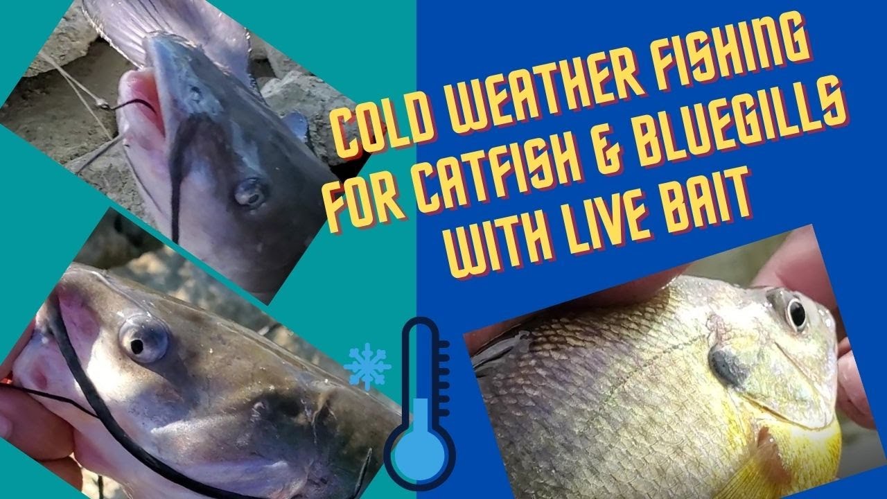Best Fishing Bait In Cold Weather at Barbara Slye blog