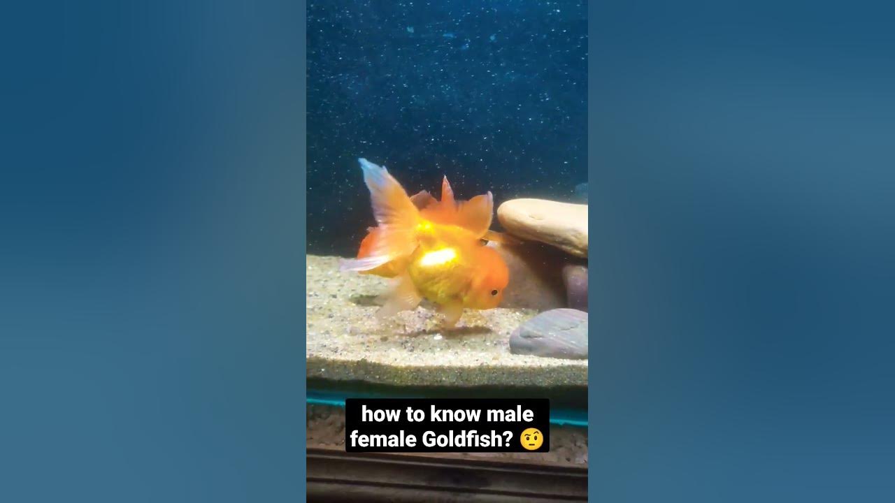 Difference between male and female goldfish? #yshorts #shorts - YouTube Difference between male and female goldfish? #yshorts #shorts - YouTube