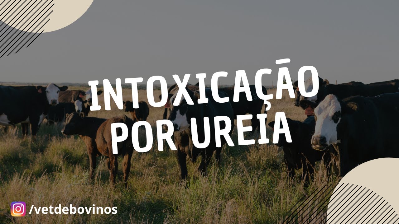 Intoxicação Por Ureia #074 - YouTube