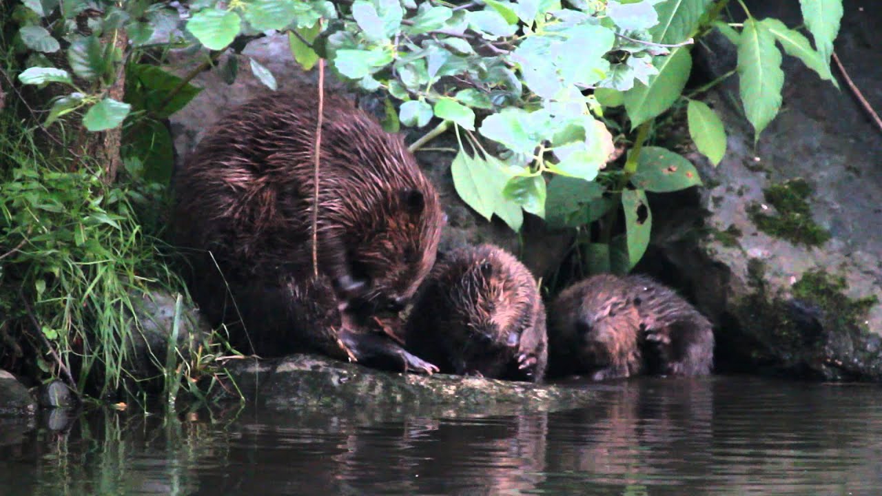 2 Biberjunge mit Mutter - YouTube