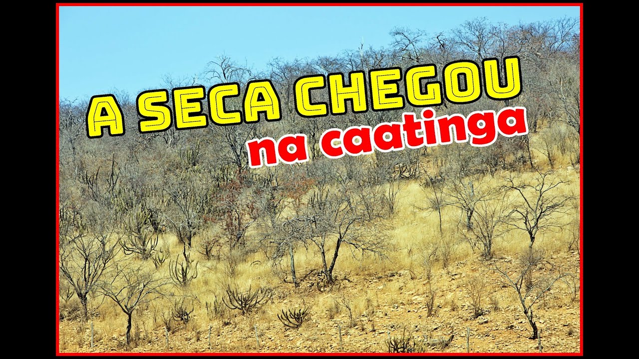 A SECA CHEGOU NA CAATINGA - YouTube