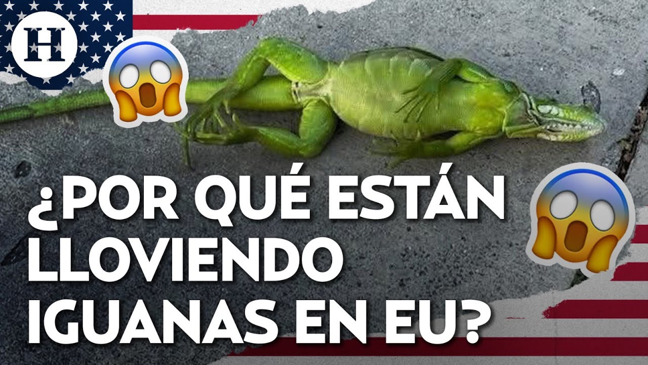 ¡Lluvia de iguanas en Florida! Así es el extraño fenómeno que ocurre ...