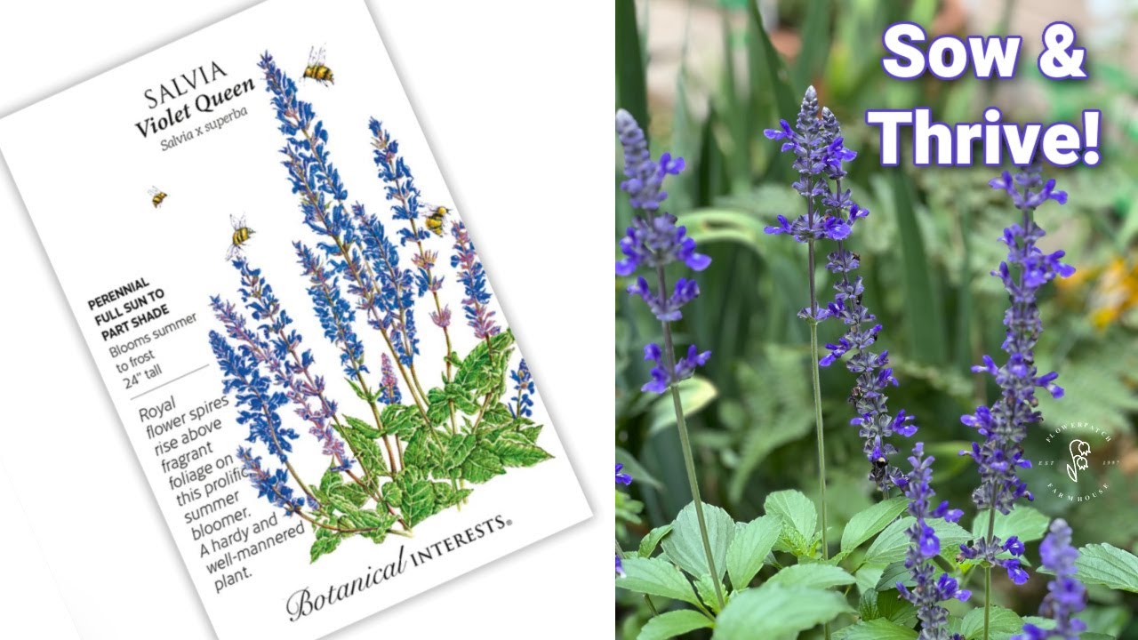 Everyones Guide to Sowing Salvia Seeds: Tips and Tricks for Success ...