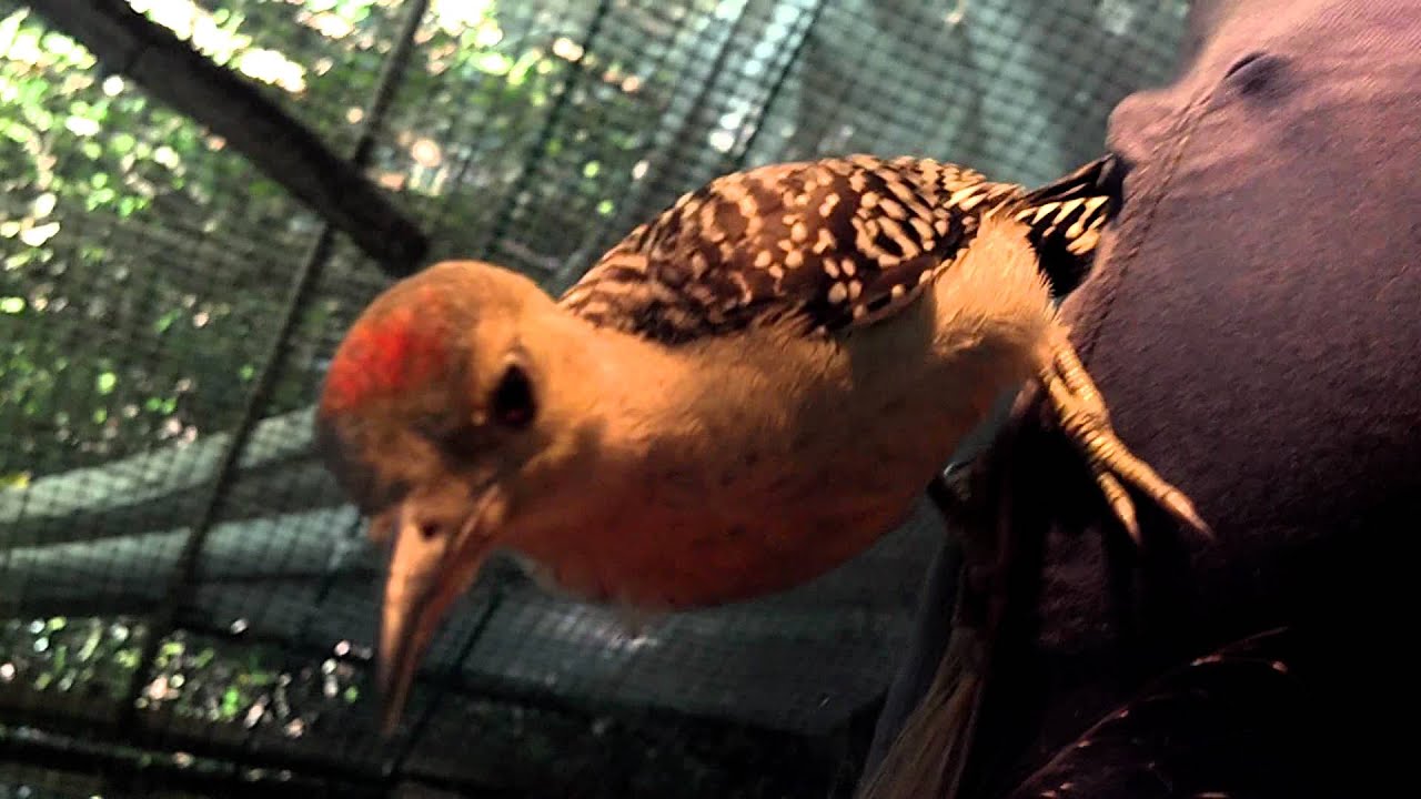 Tour of the "big babies" at Skywatch Bird Rescue - YouTube