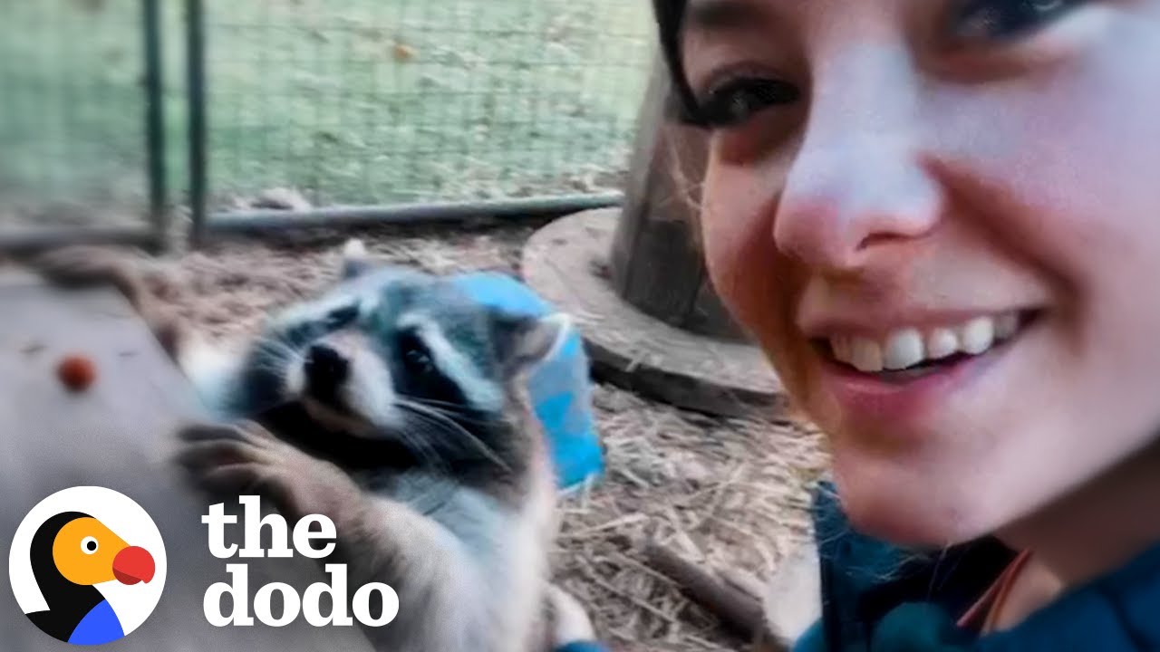 Obese Raccoon Kept As A Pet Loses Half Her Body Weight | The Dodo - YouTube