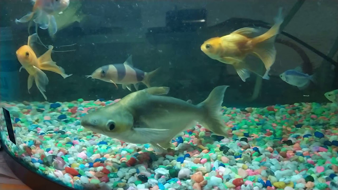 Tiburón Pangasio comiendo Pastillas de algas - YouTube