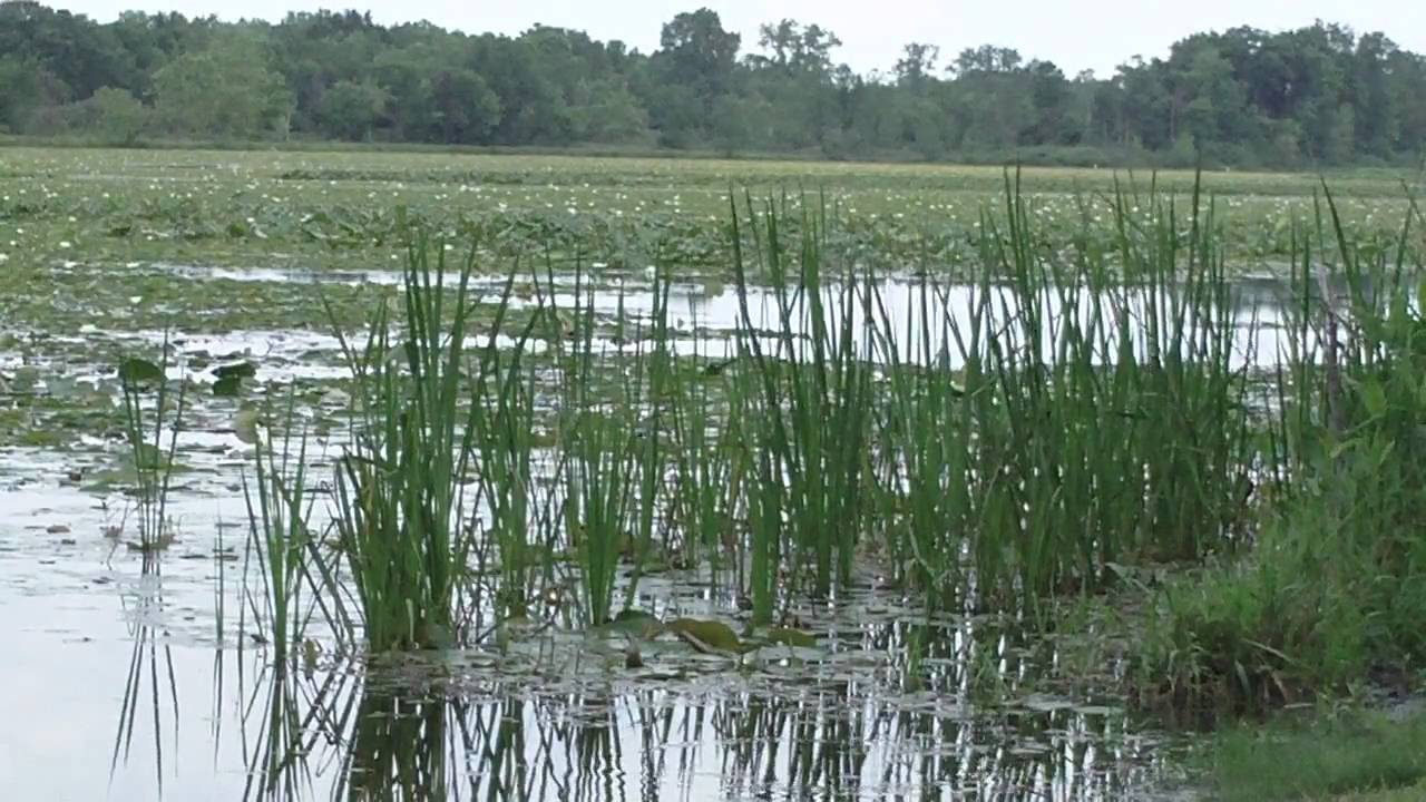 Spring Valley Lake Spring Valley Wildlife Area Roxanna Ohio - YouTube