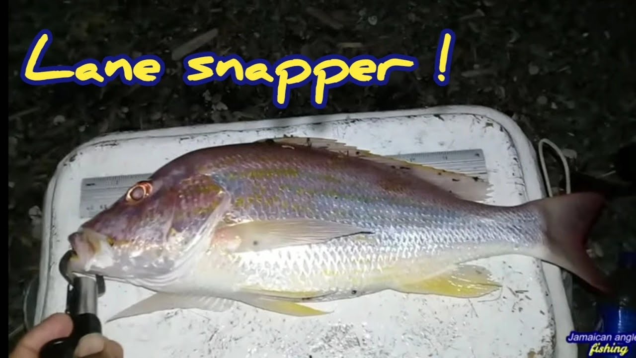 Lane snapper on the mojarra bait (night fishing) 🇯🇲.. - YouTube