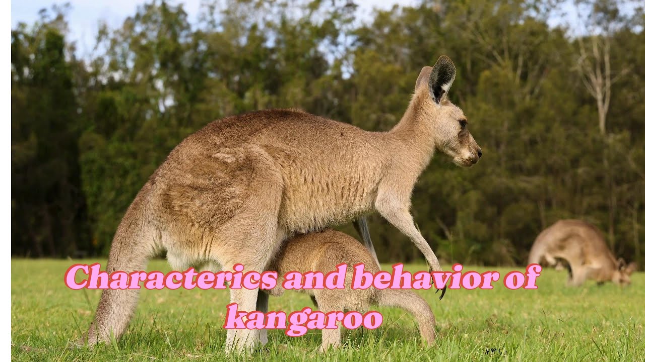 Characterics and behavior of kangaroos - YouTube