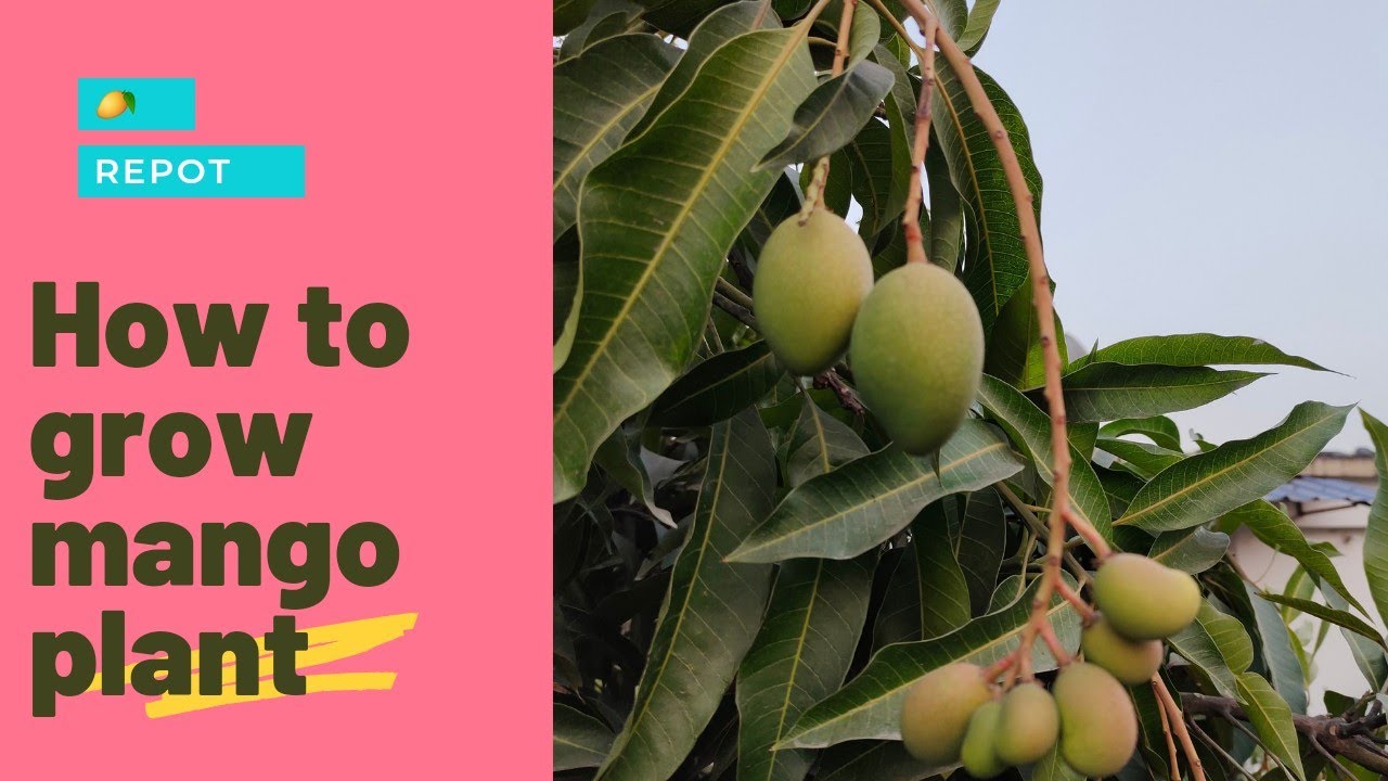 How to grow mango plant in pot..How to repot a big mango tree ...