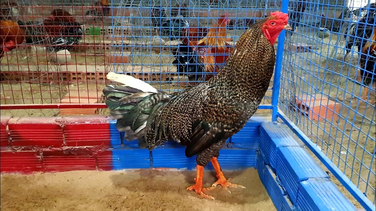 4/10/cú mè siu 3kg3 quá đẹp.mao lẹ.hàng VÍP LH.093.996.9962 - YouTube