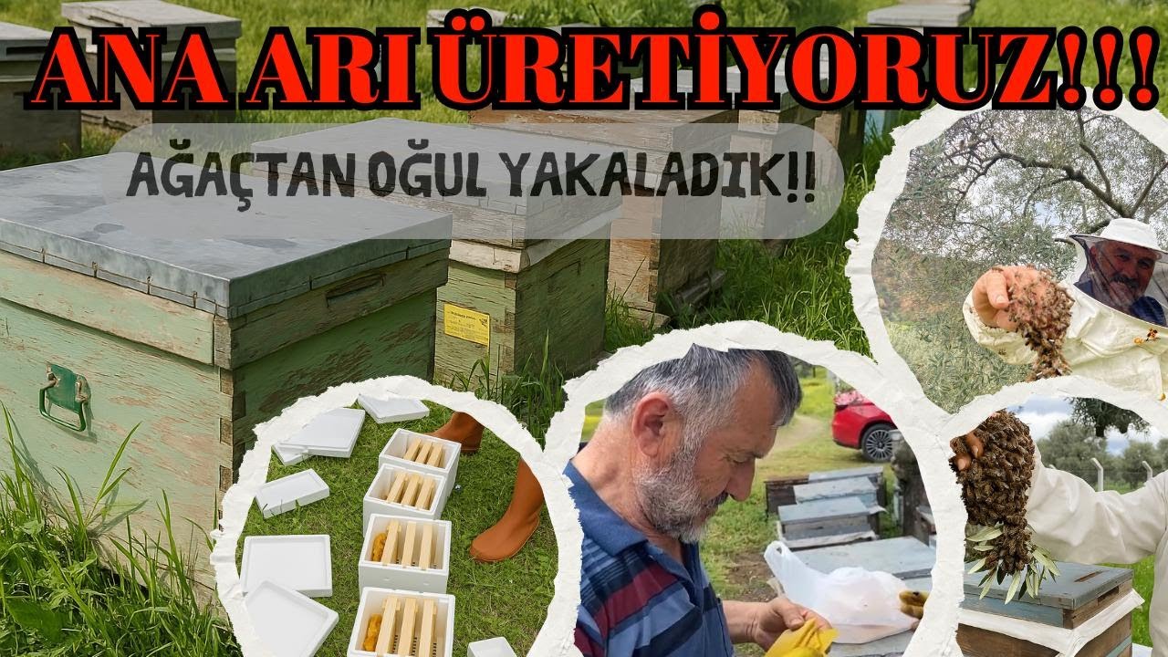 YENİ PROJEMİZE BAŞLADIK!!! ANA ARI ÜRETİYORUZ!!! AĞAÇTAN OĞUL ALIYORUZ ...