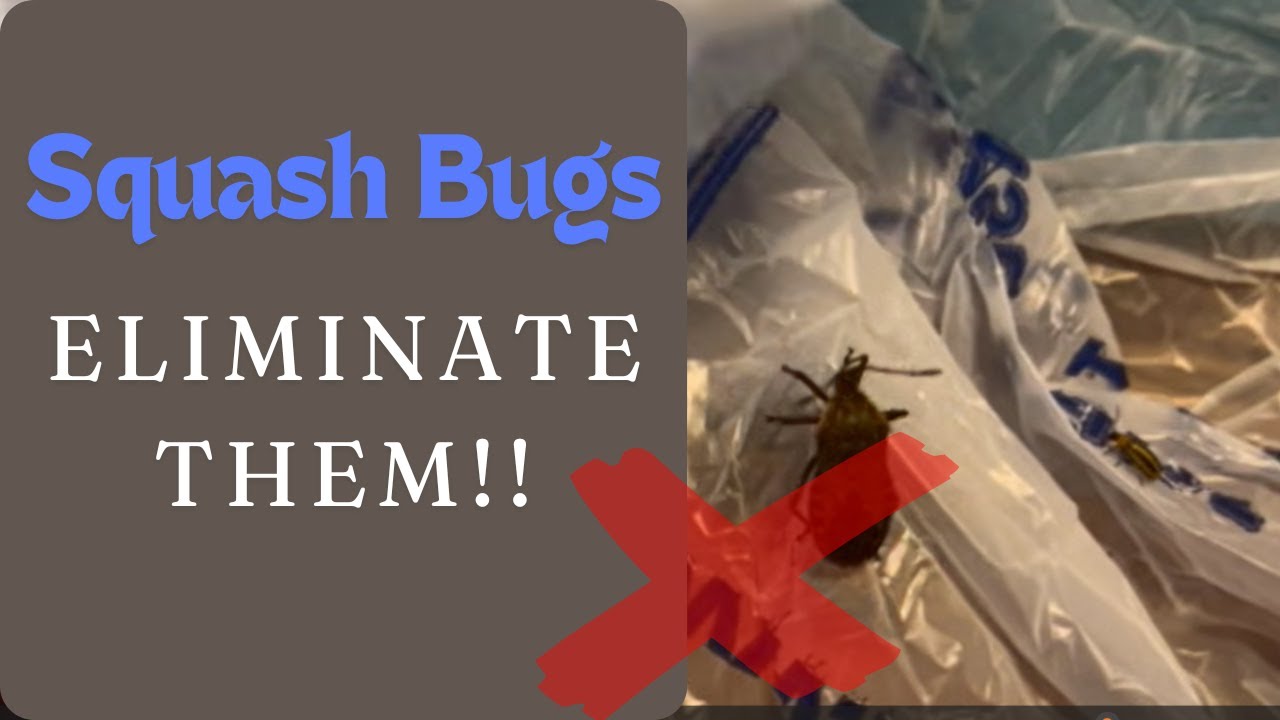 Easy Tip for Getting Rid of Squash Bugs - YouTube