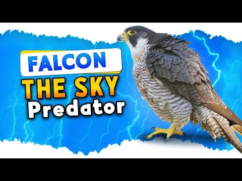 falcon the sky predator - YouTube