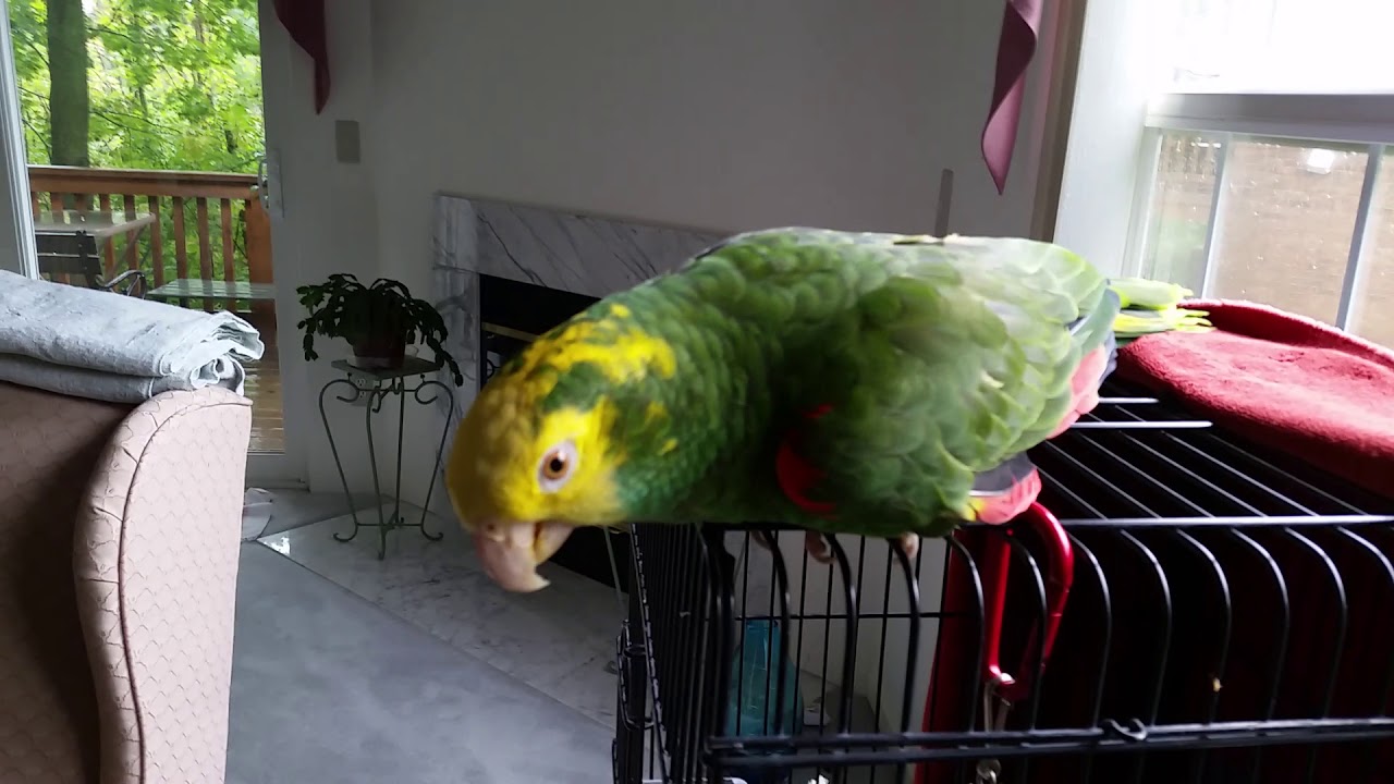 Peppy the Talking Amazon Parrot - YouTube