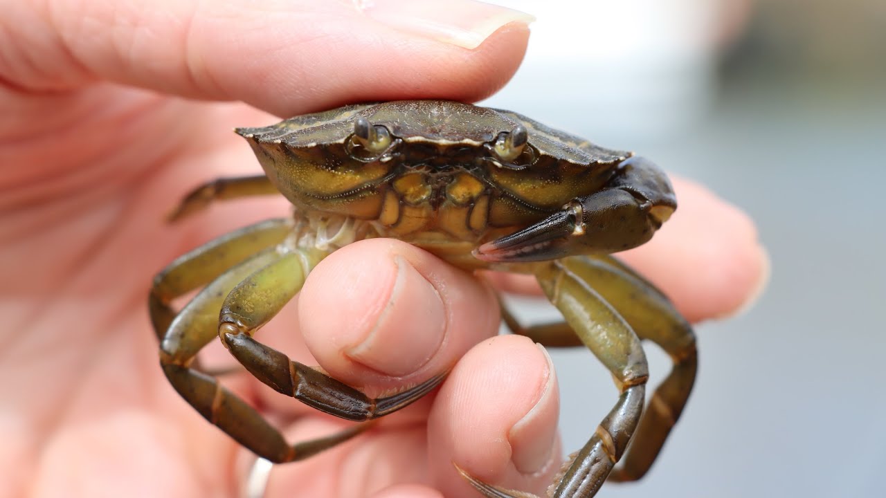 Crabs Galore! St Abbs - Scottish Borders - YouTube