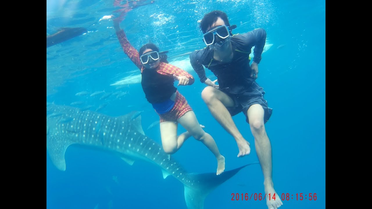 Butanding Interaction, Oslob, Cebu - YouTube