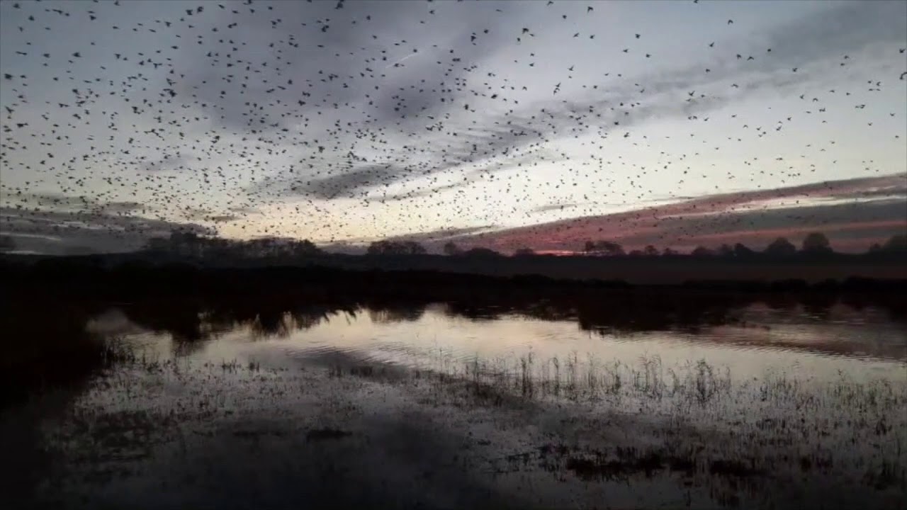 Murmuration at Ham Wall RSPB - YouTube